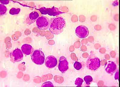 SCLA مجلة التشخيص المخبري - هيئة مخابر التحاليل الطبية